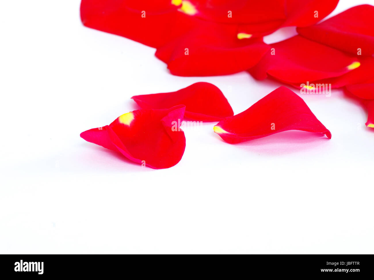 rose petals isolated on a white background Stock Photo - Alamy