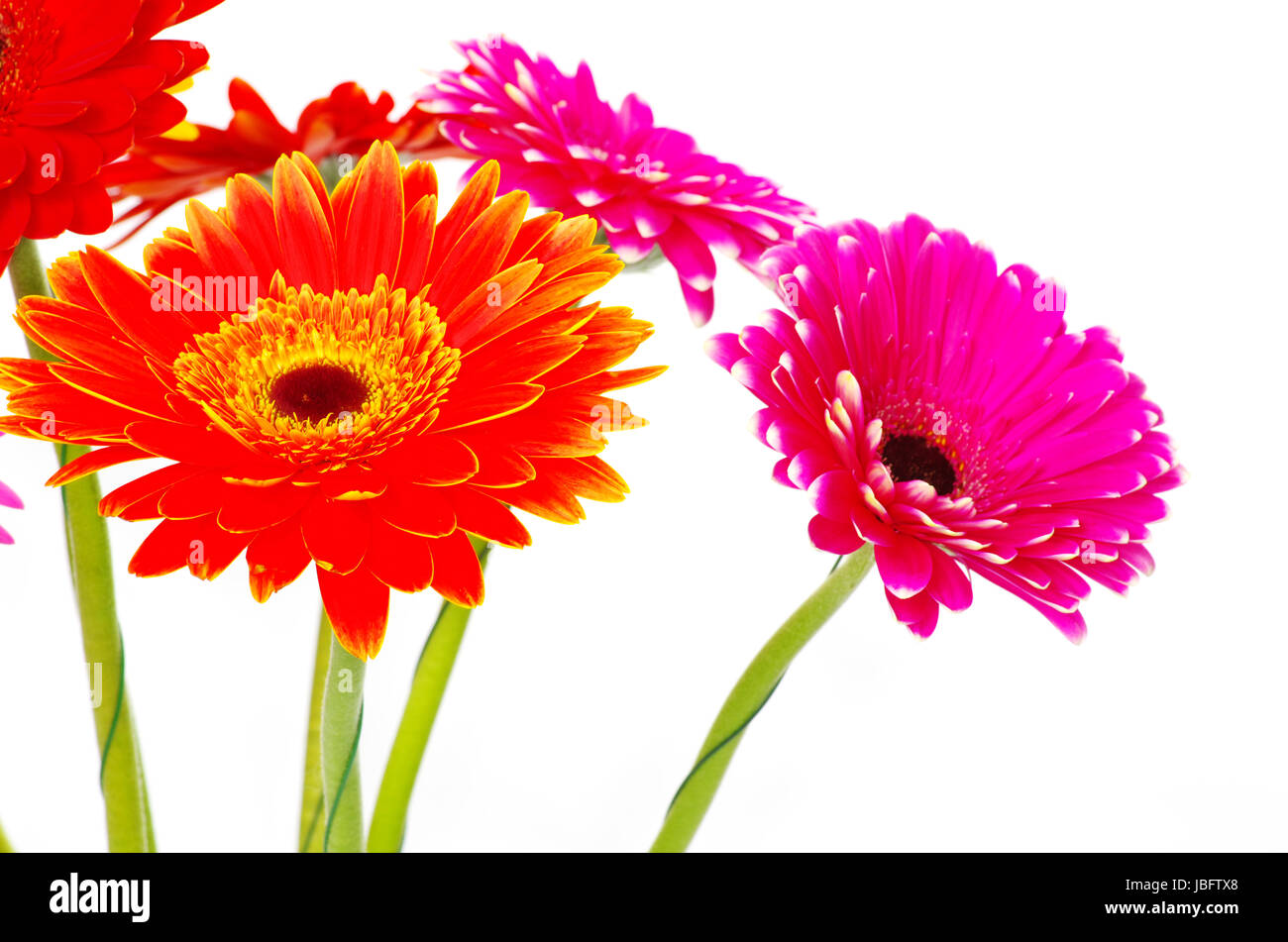 colorful gerberas on white background Stock Photo - Alamy