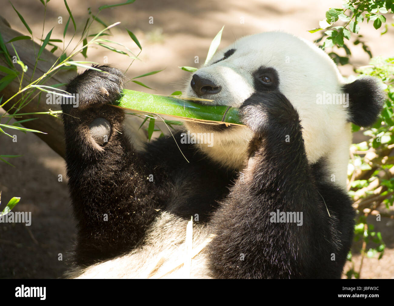 Endangered A Giant Panda relaxes while feeding on Bamboo Stock Photo ...