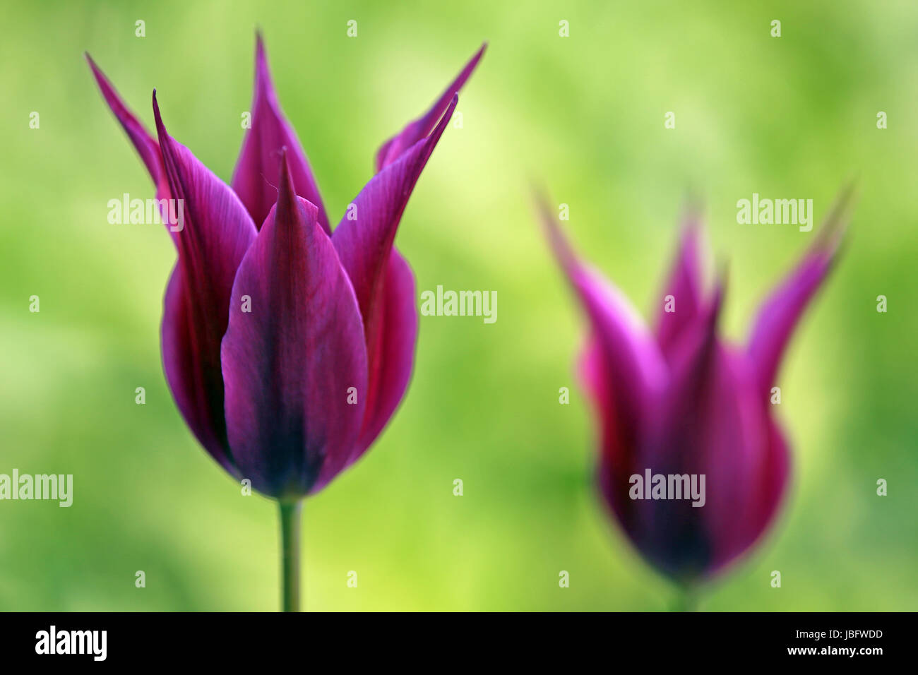 Maytime flowers hi-res stock photography and images - Alamy