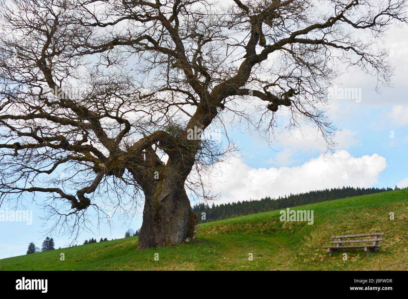 Hundred year old oak tree hi-res stock photography and images - Alamy