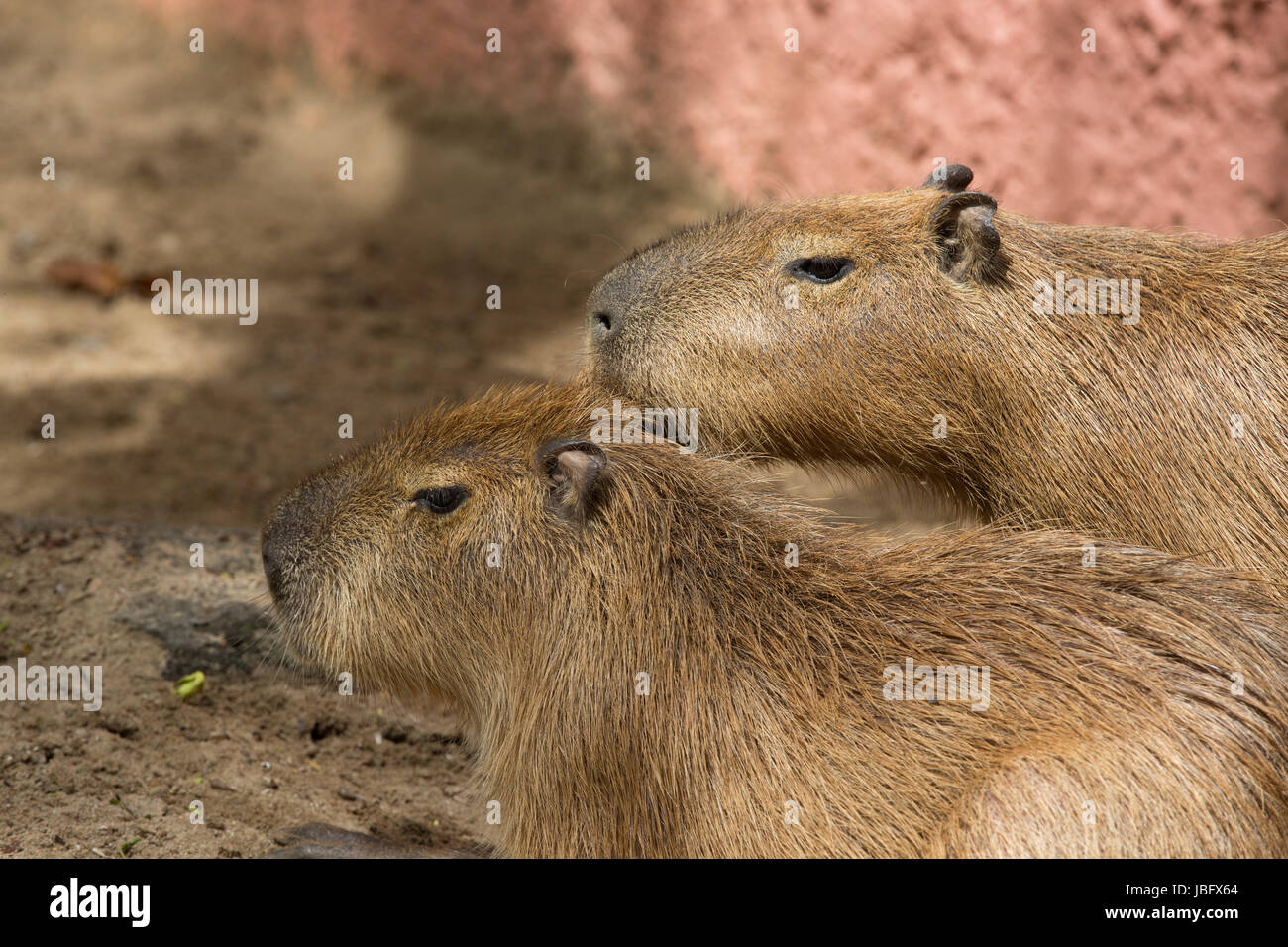 Close up of a Capybara Stock Photo - Alamy