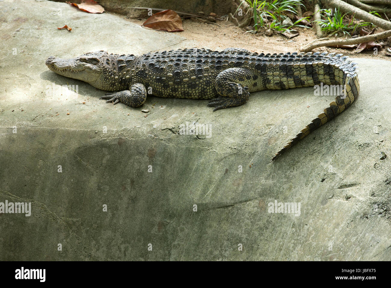 Close up of an Alligator Stock Photo - Alamy