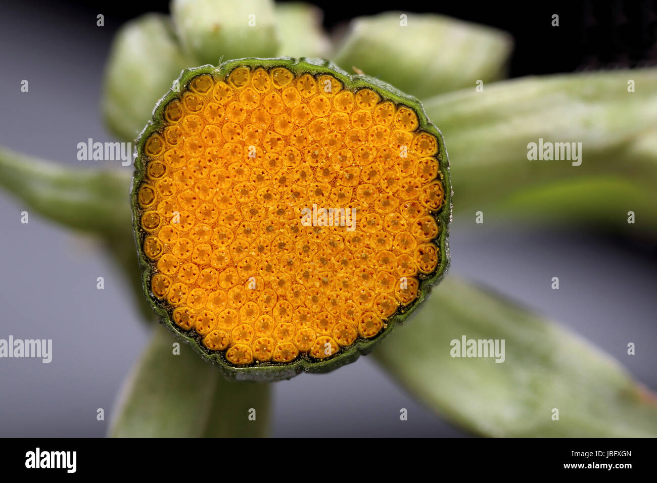 dandelion bud cut transversely Stock Photo - Alamy