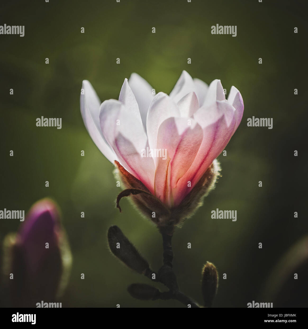 opening magnolia flower in the park at springtime on the dark ...