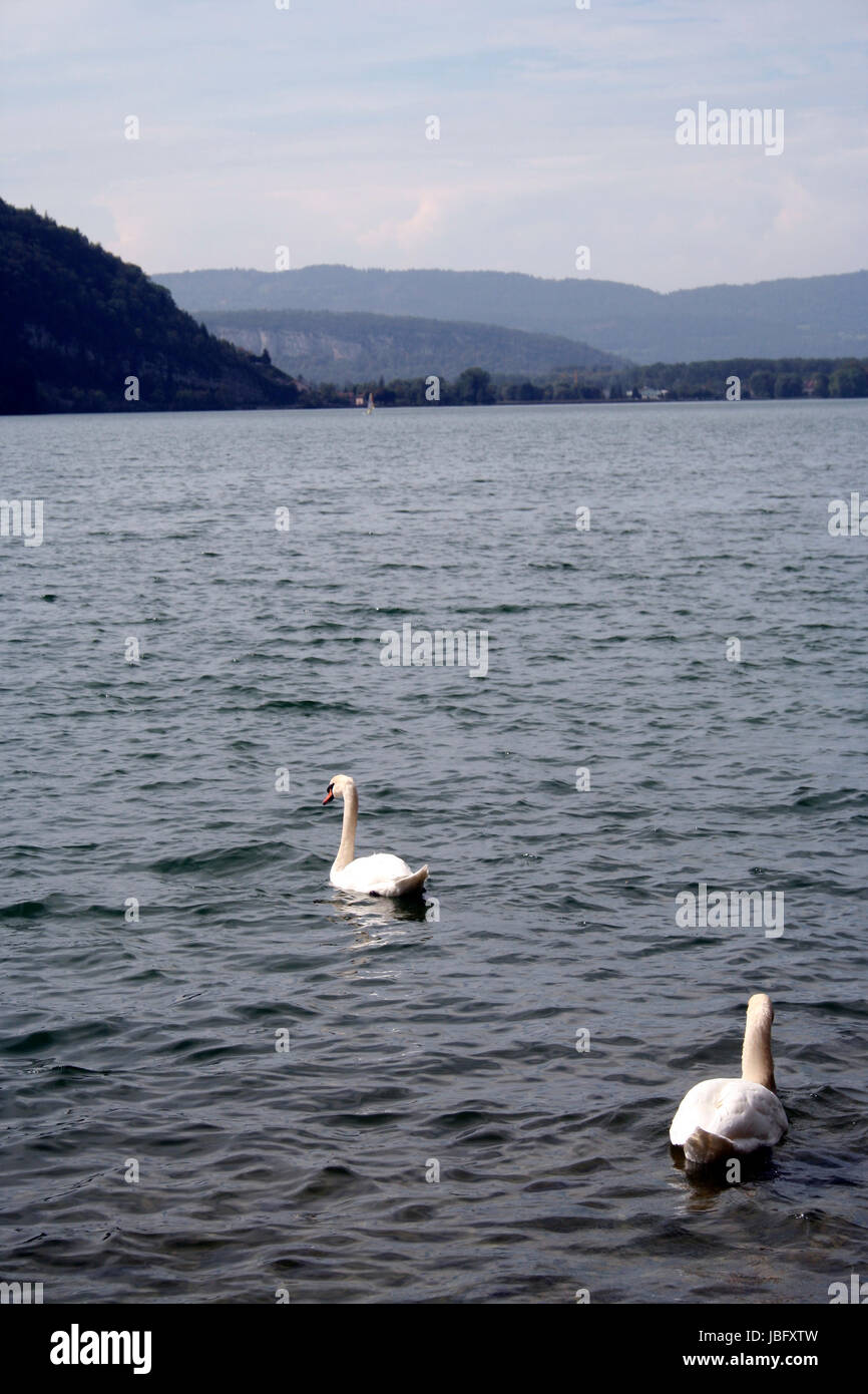Beautiful swan floating on water Stock Photo - Alamy