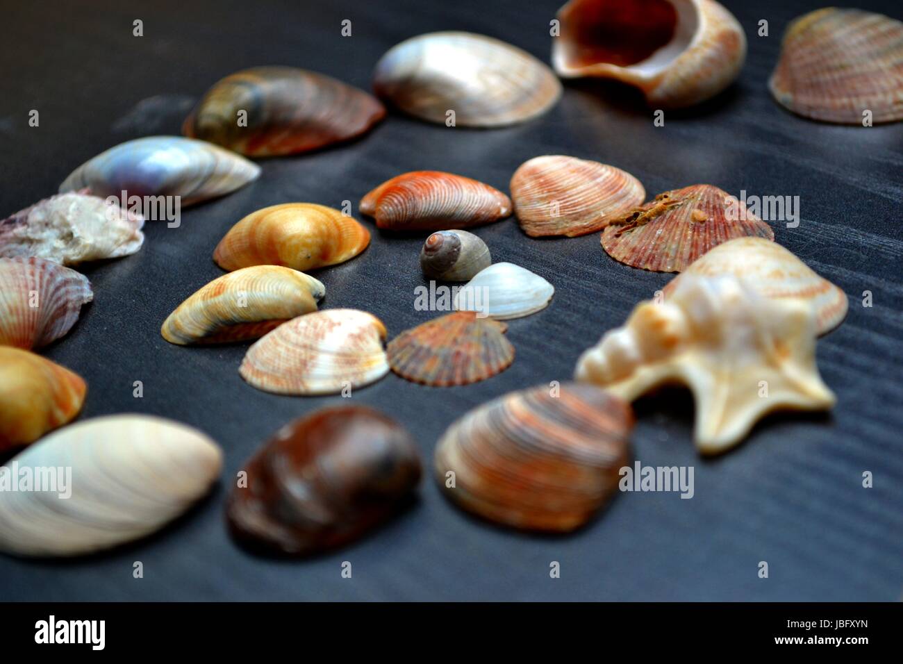 Seashell spiral hi-res stock photography and images - Alamy