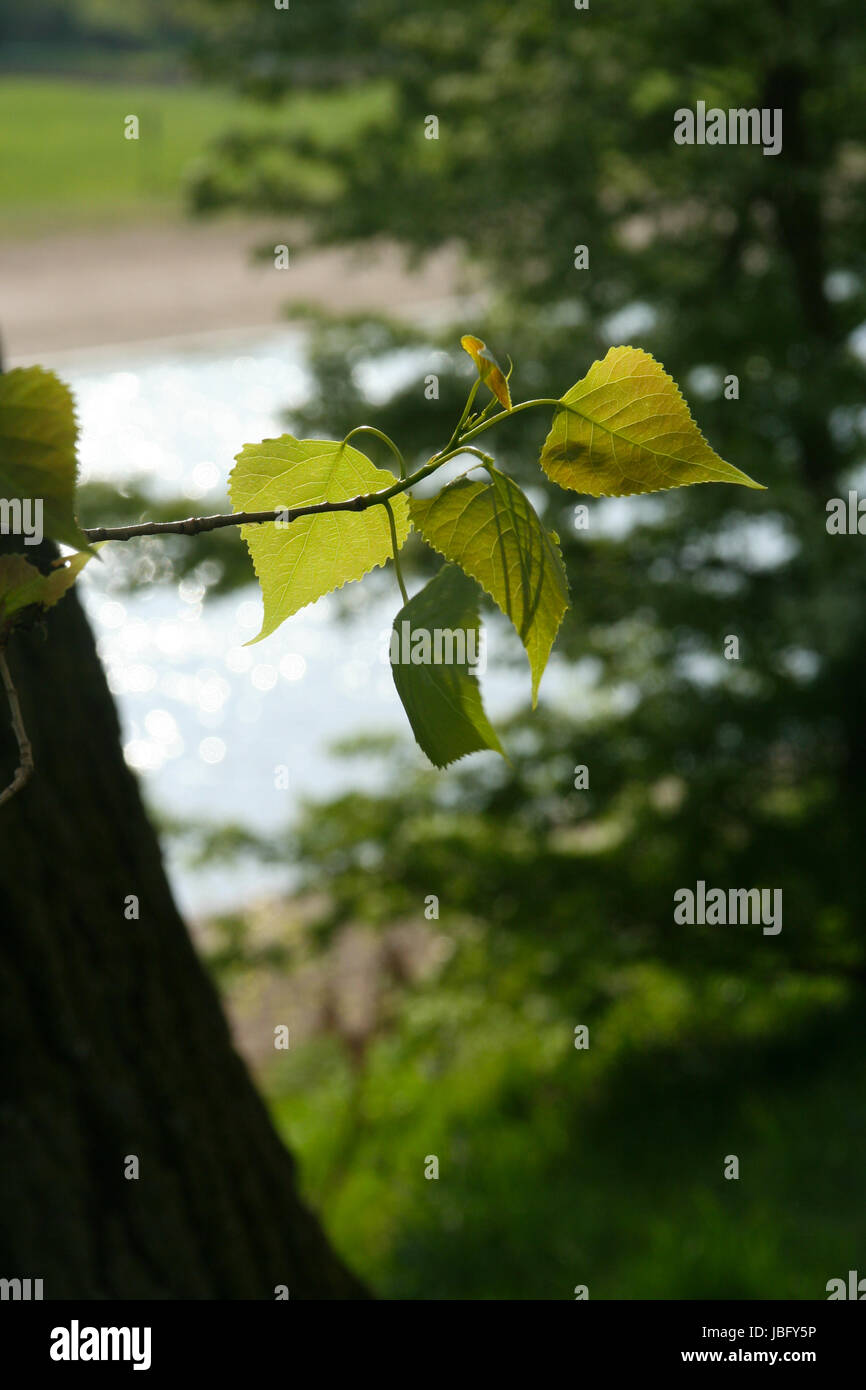 Poplar plant hi-res stock photography and images - Alamy