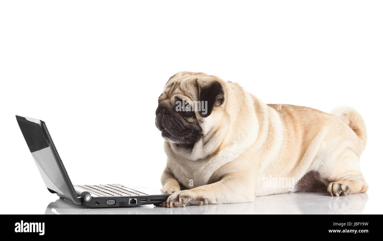 Pug Dog with laptop Stock Photo - Alamy