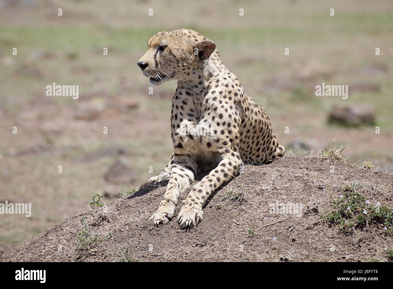 Cheetah (Acinonyx jubatus). Animal in the wild Stock Photo - Alamy