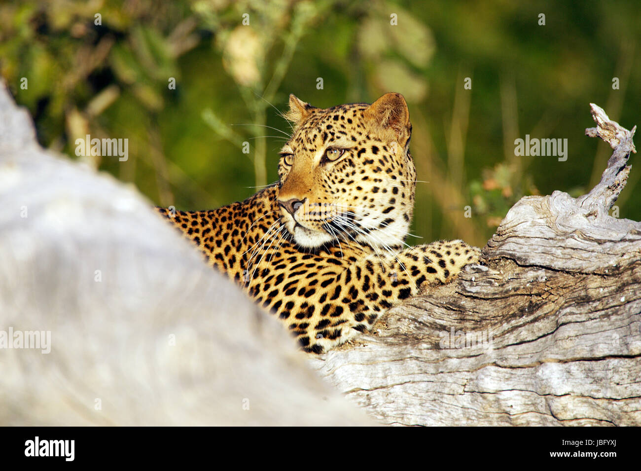 Leopard (Panthera pardus). Animal in the wild Stock Photo - Alamy