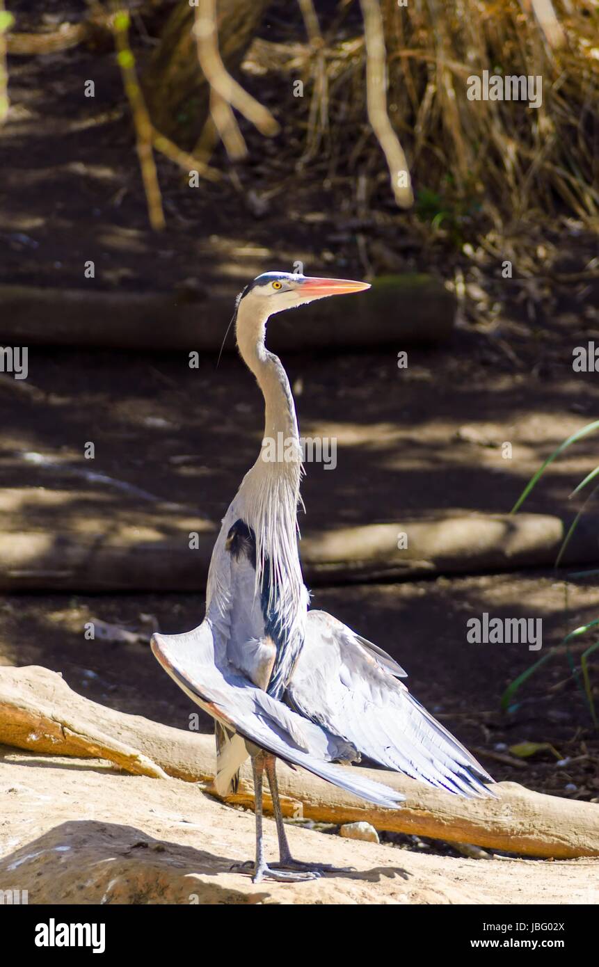 Profile view of a Great Blue Heron standing with its wings spread, the ...