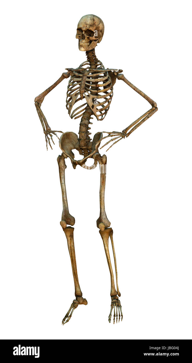 3D digital render of an old human skeleton isolated on white background ...