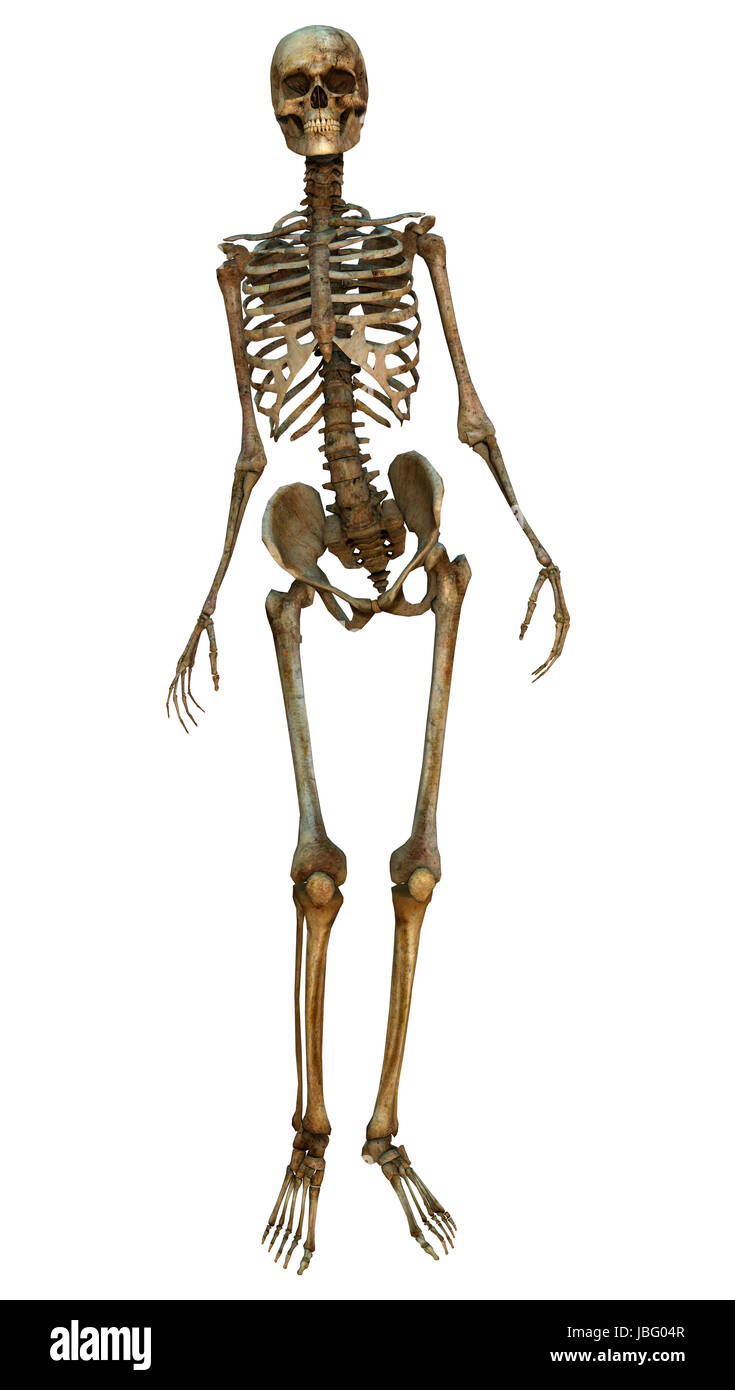 3D digital render of an old human skeleton isolated on white background ...