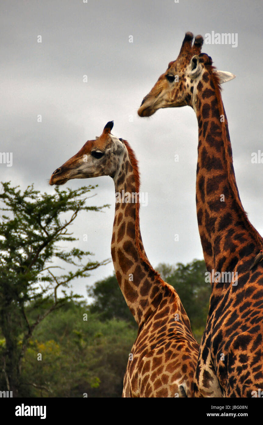Giraffe high five hi-res stock photography and images - Alamy