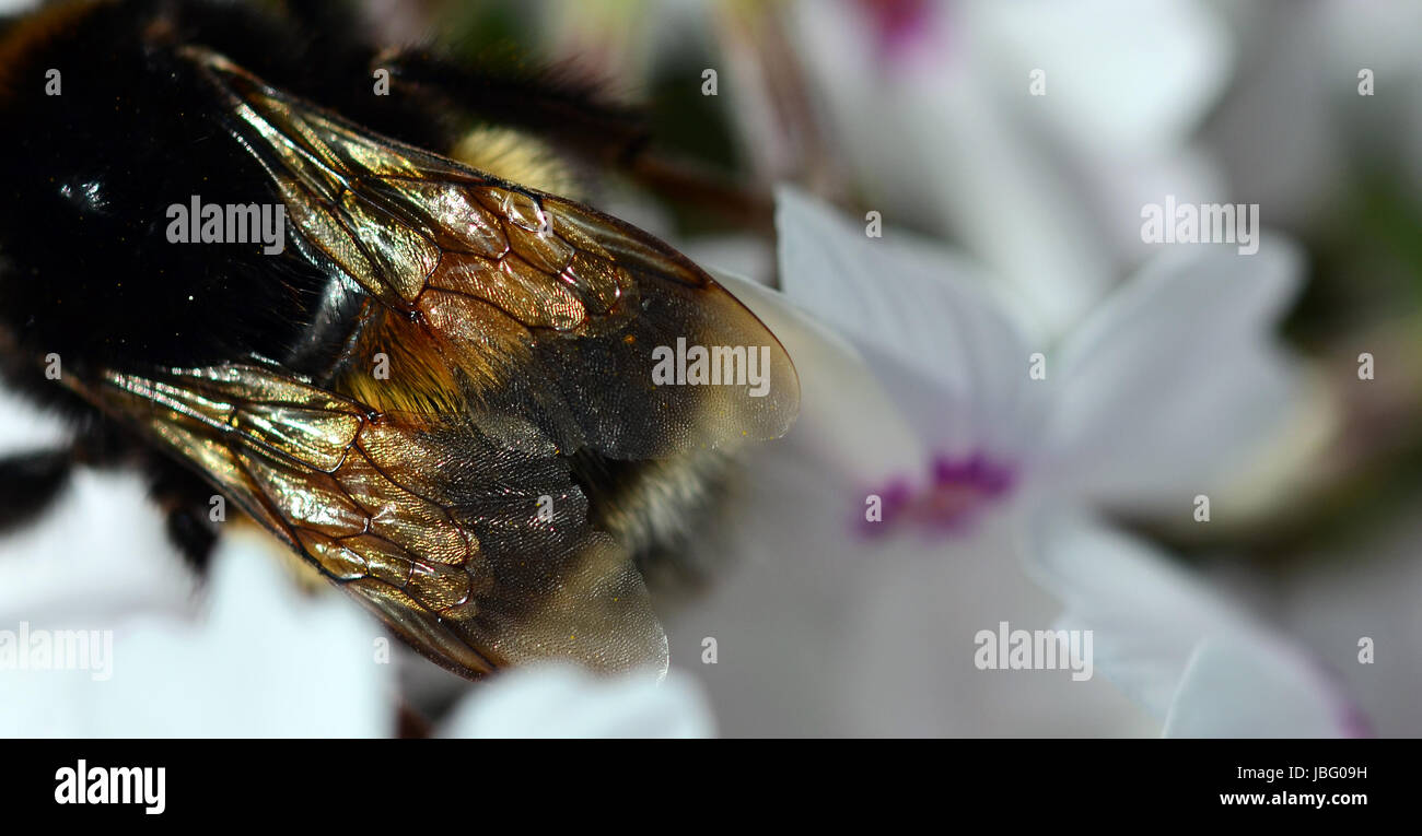 Flughilfe hi-res stock photography and images - Alamy