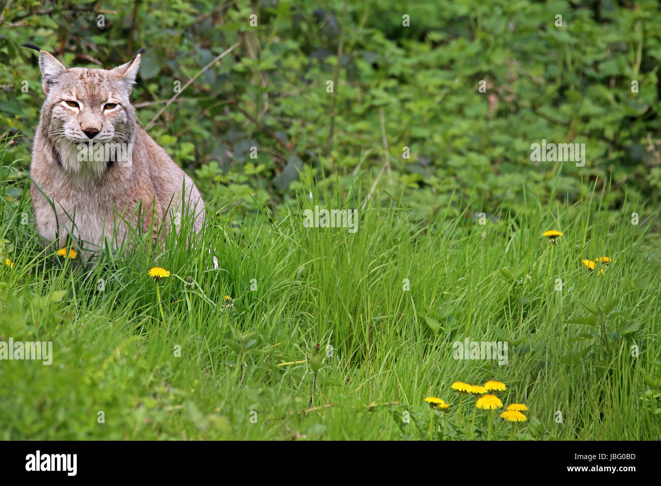 lynx (top left Stock Photo - Alamy