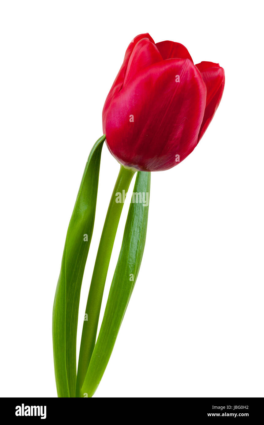 Red tulip isolated on white background with clipping path Stock Photo ...