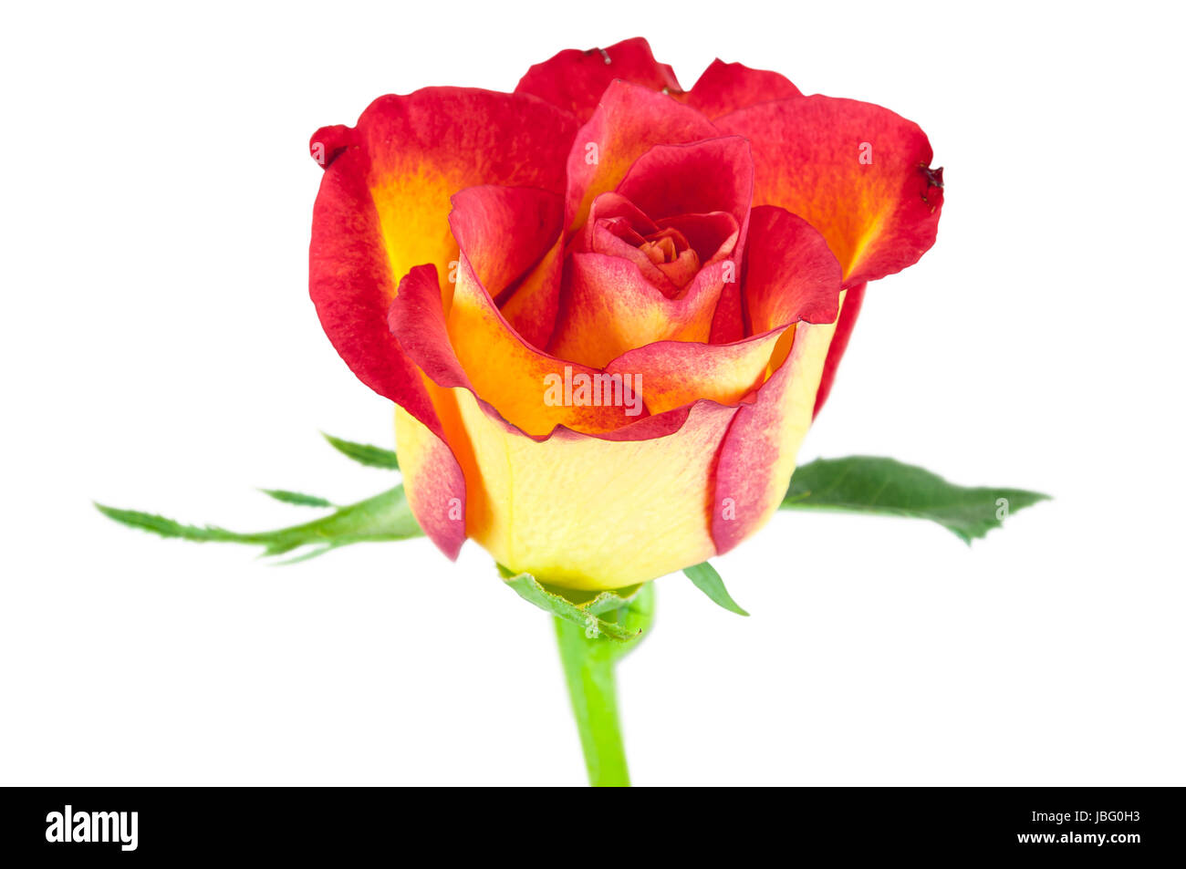 Closeup of red yellow rose flower isolated on white background with ...