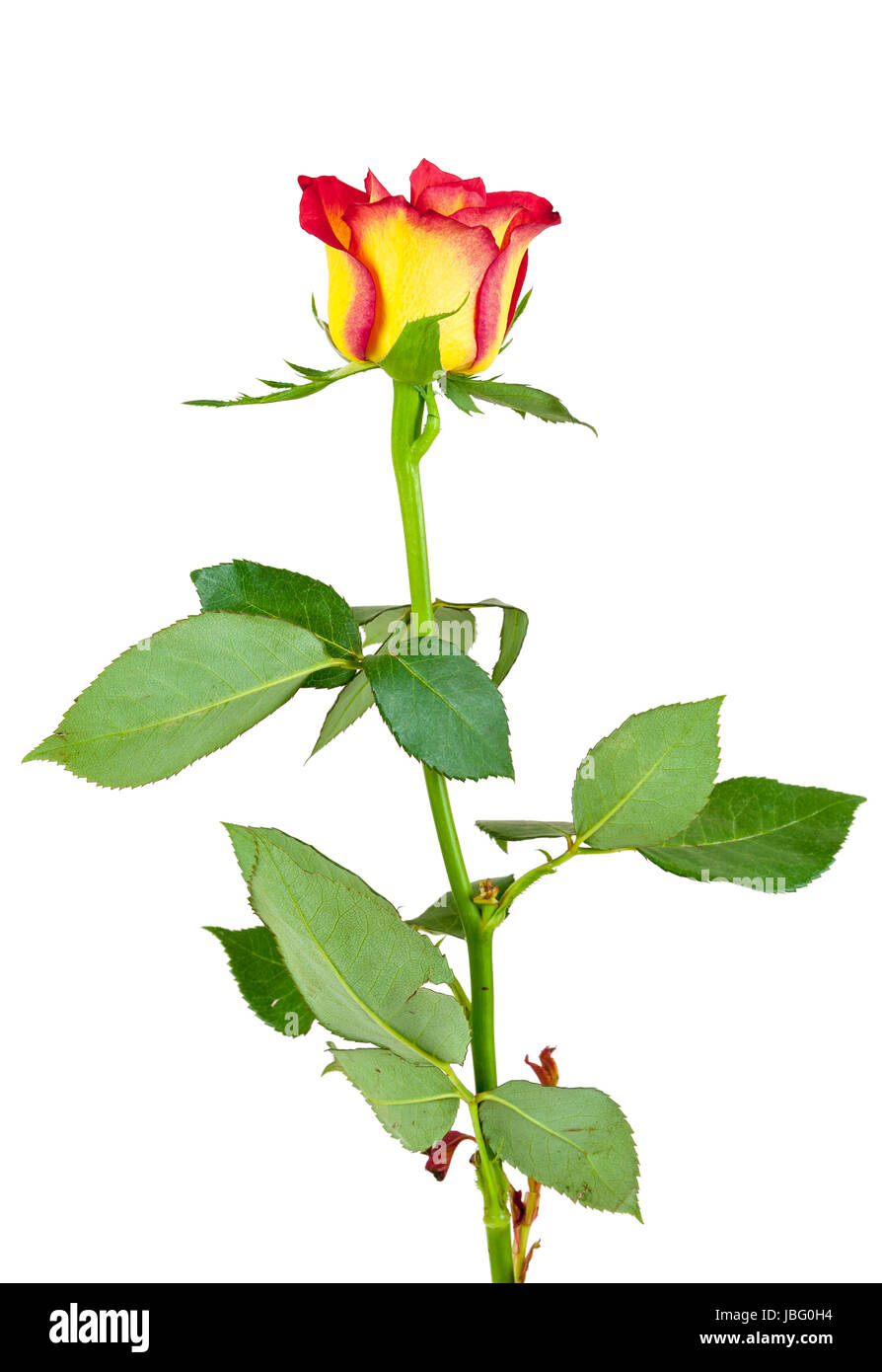 Red yellow rose flower isolated on white background Stock Photo - Alamy