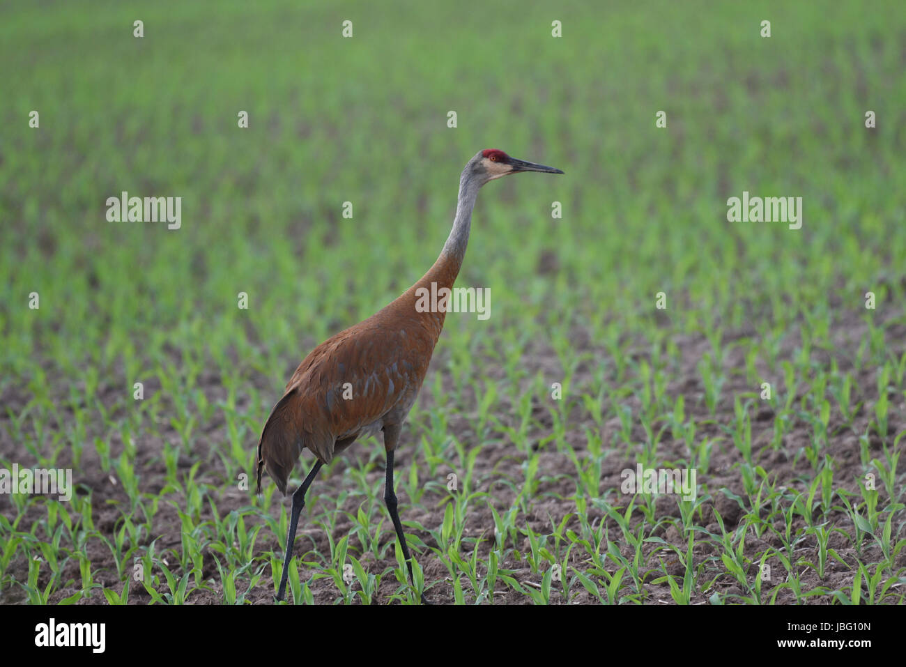 Sand Hill Crane walking corn field Stock Photo - Alamy