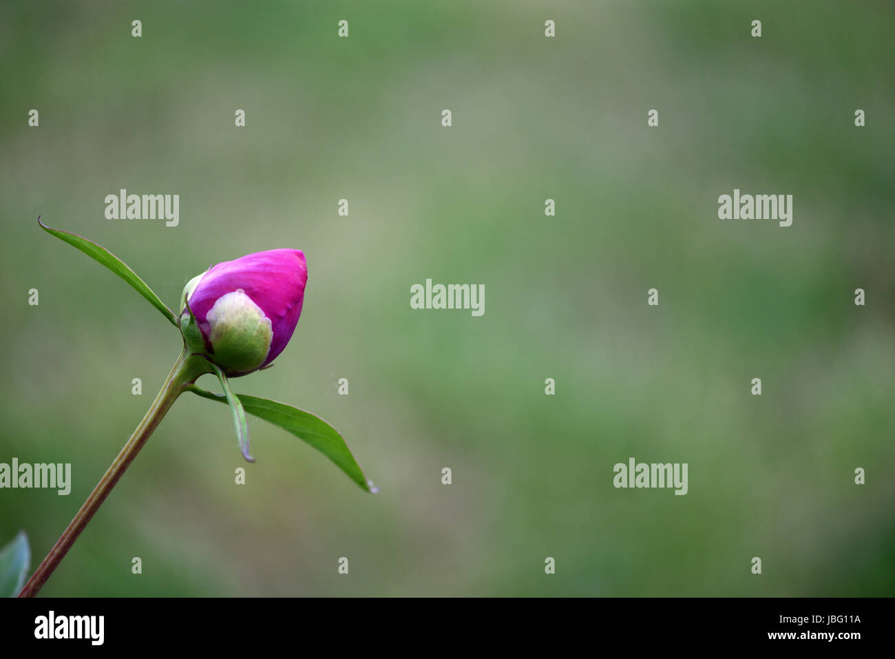 Peonies budding hi-res stock photography and images - Alamy