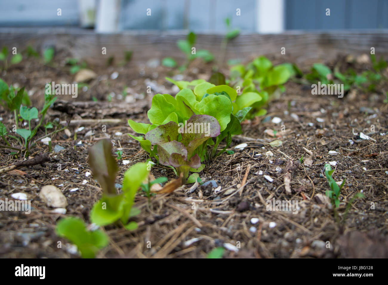 Lettuce Seedlings in Home Garden Stock Photo - Alamy