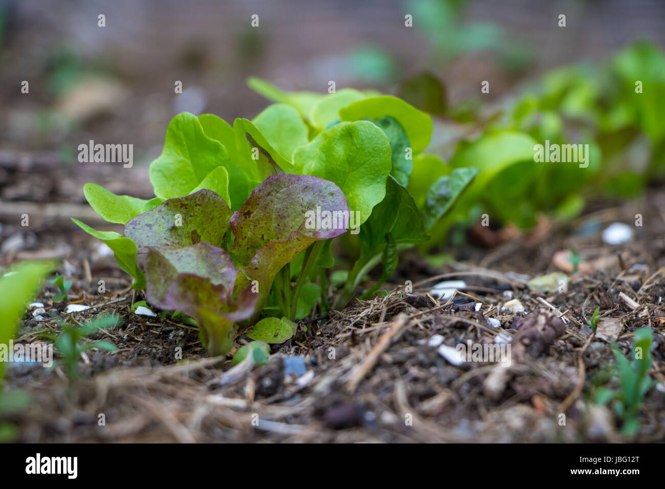 Lettuce Seedlings in Home Garden Stock Photo - Alamy