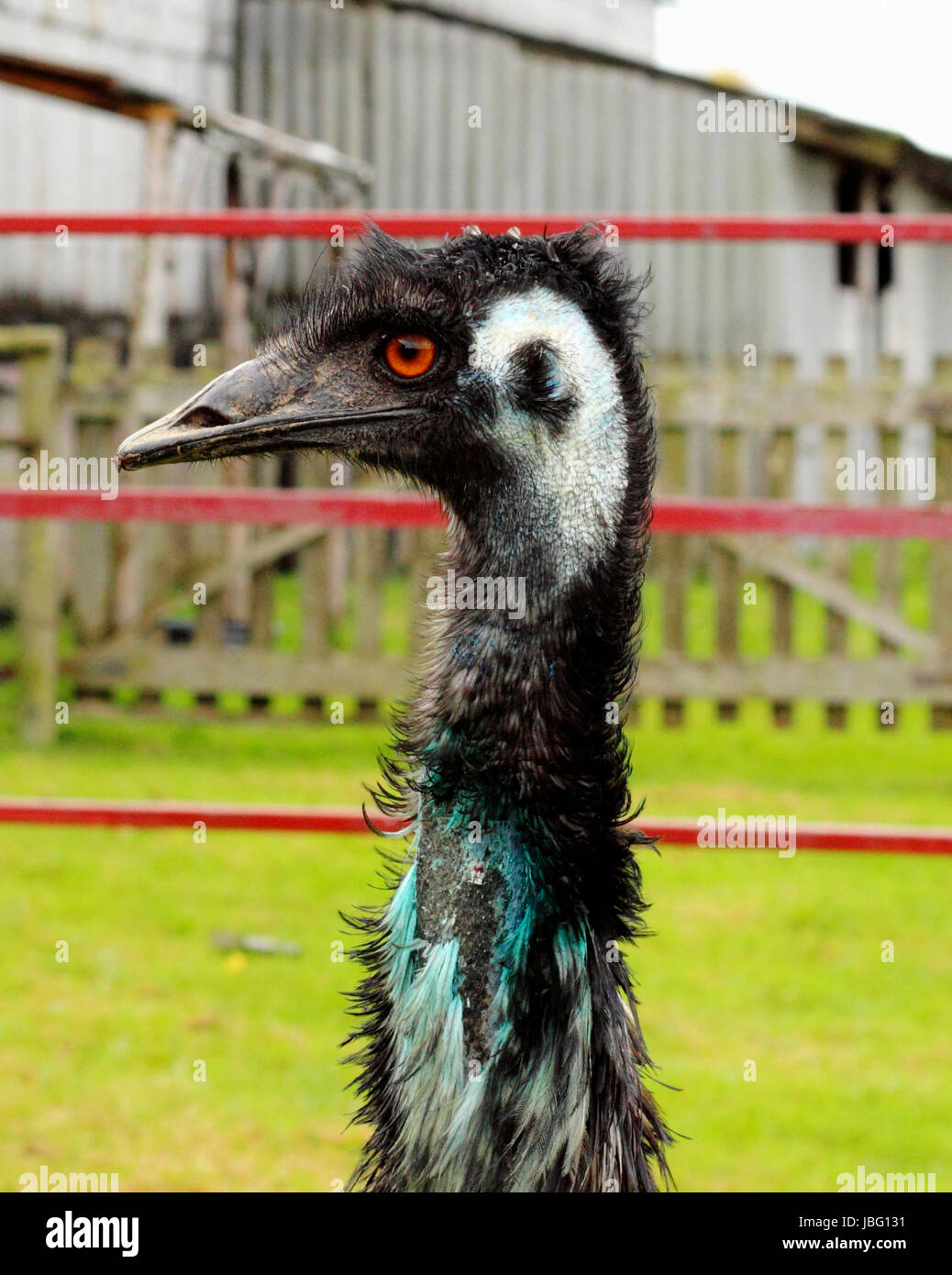 Close Up emu farm paddock attentive glance Stock Photo - Alamy