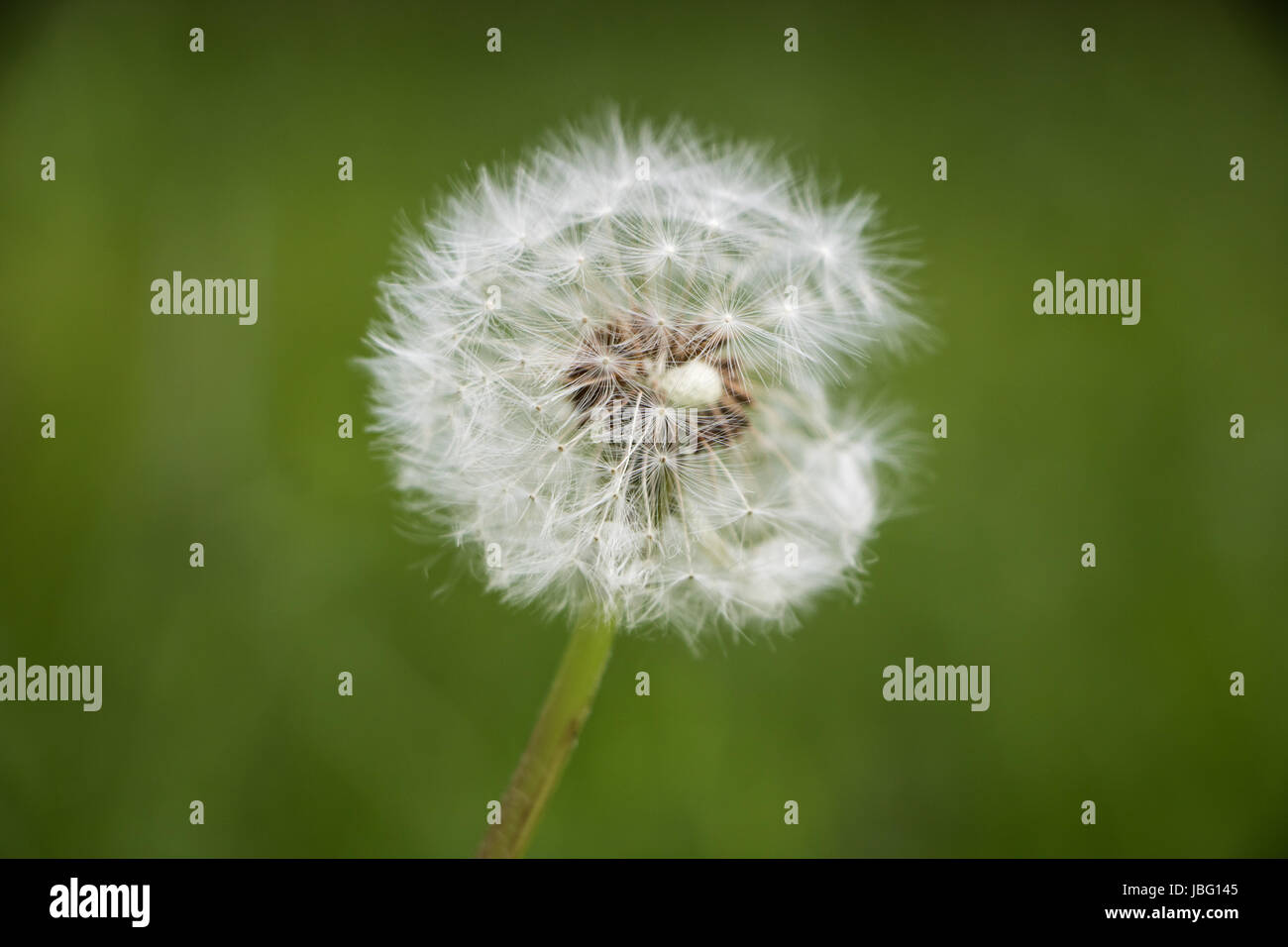 Dandelion stem hi-res stock photography and images - Alamy