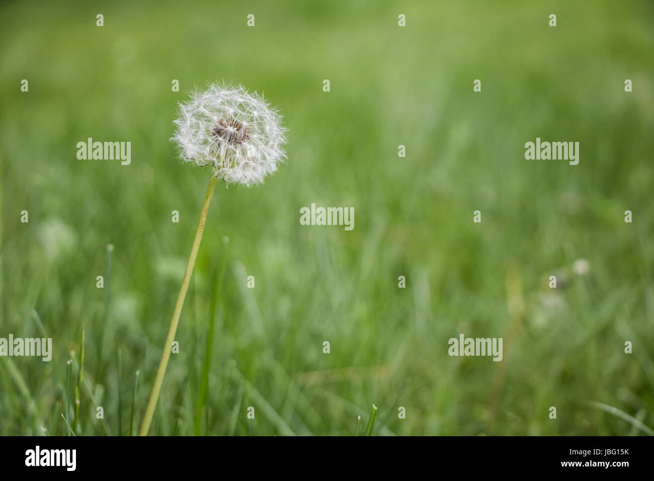 Dandelion stem hi-res stock photography and images - Alamy