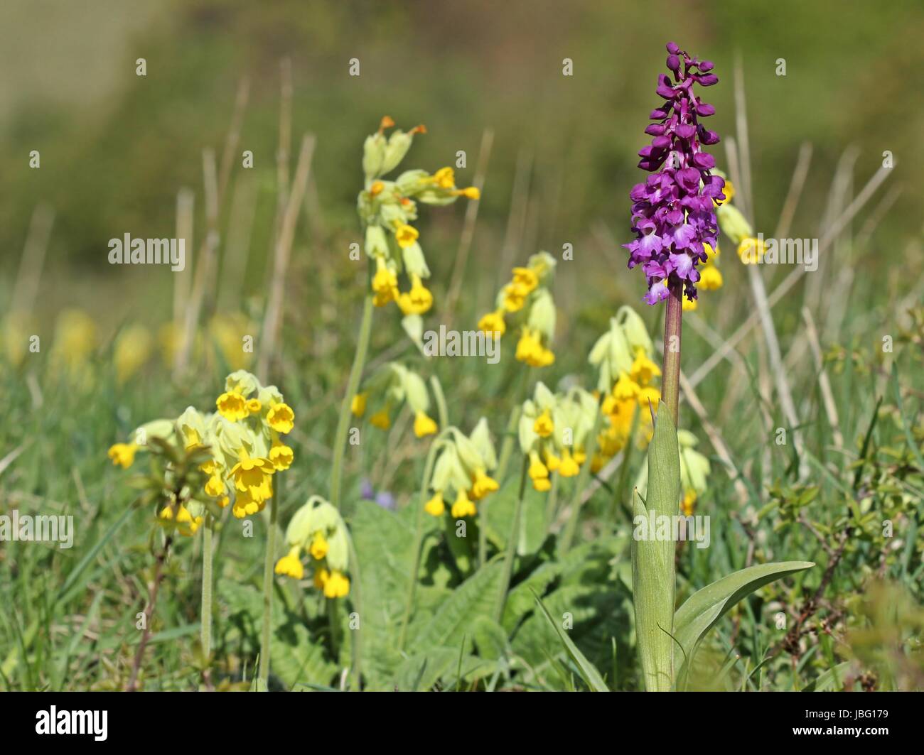 Purple cowslip hi-res stock photography and images - Alamy