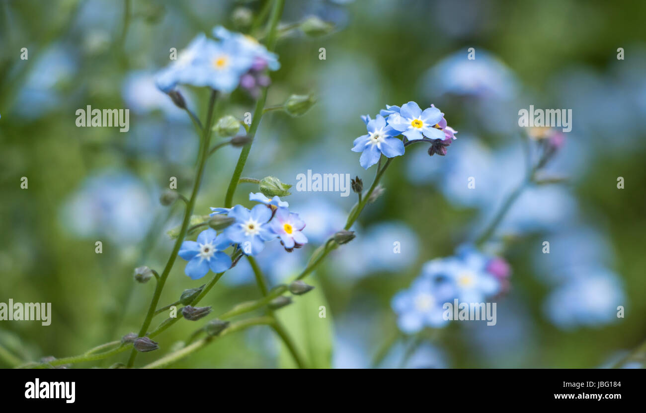 Blue Forget-Me-Not flowers Stock Photo - Alamy