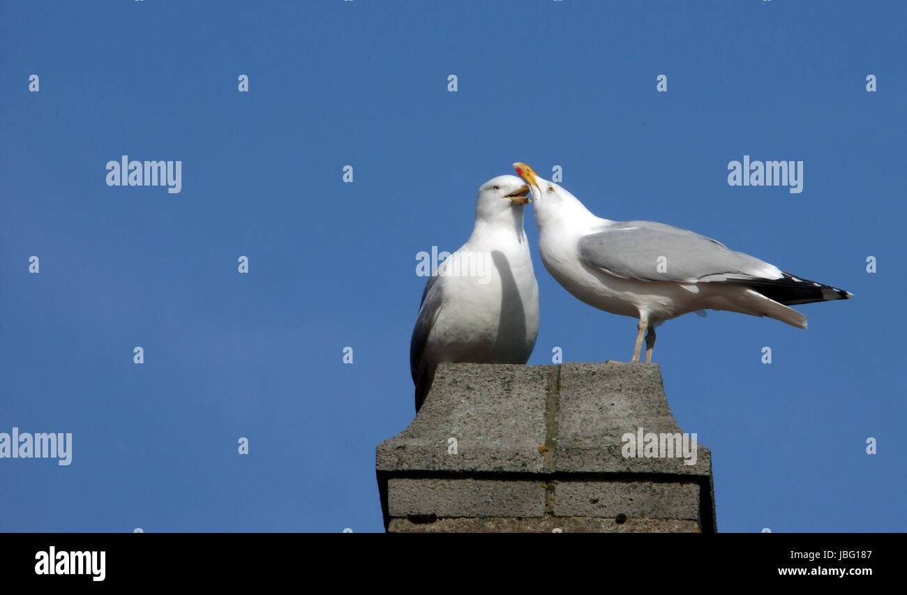 Turtle doves pair hi-res stock photography and images - Alamy