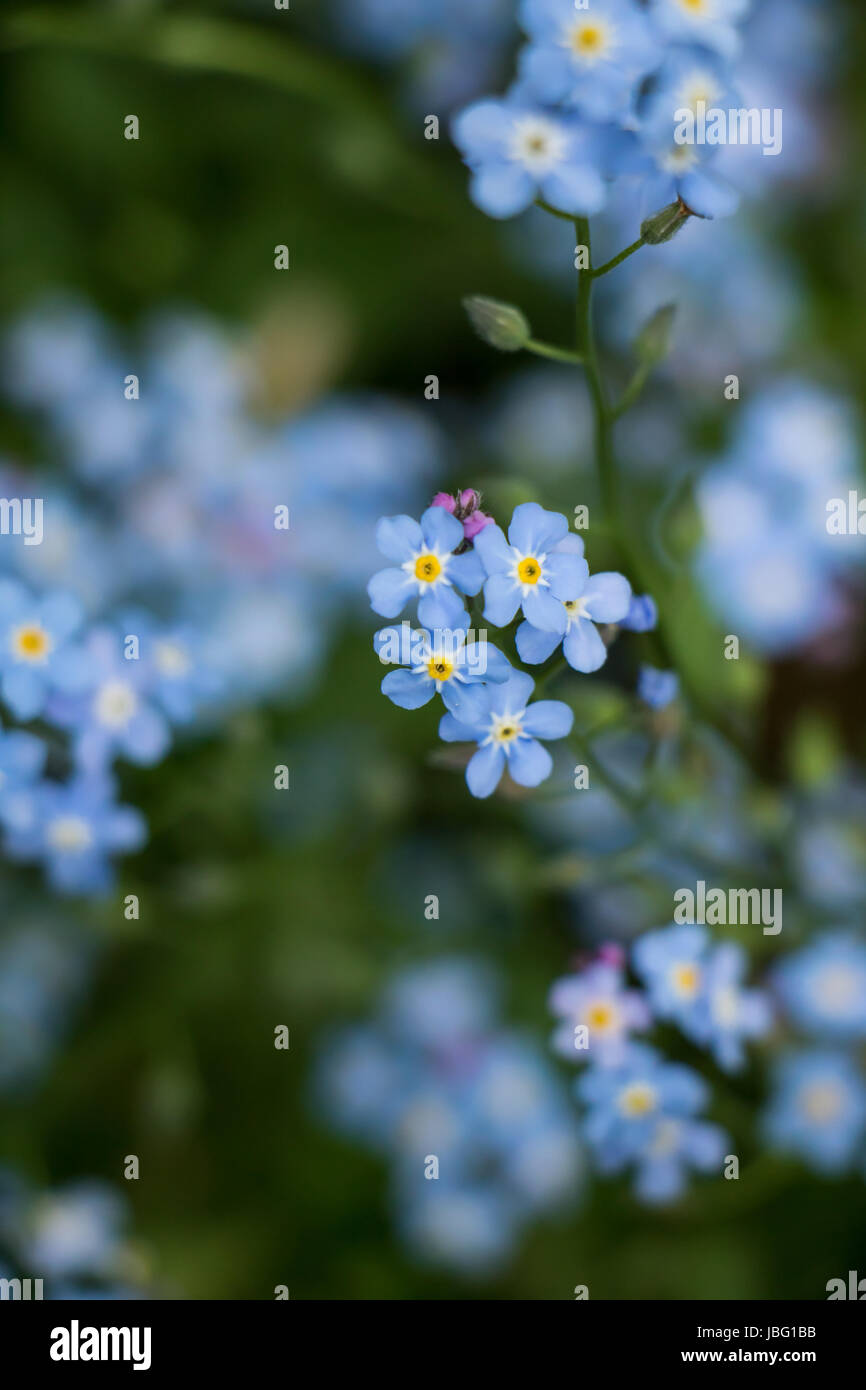 Blue Forget-Me-Not flowers Stock Photo - Alamy