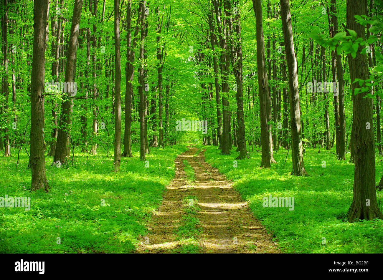 a path is in the green forest Stock Photo - Alamy
