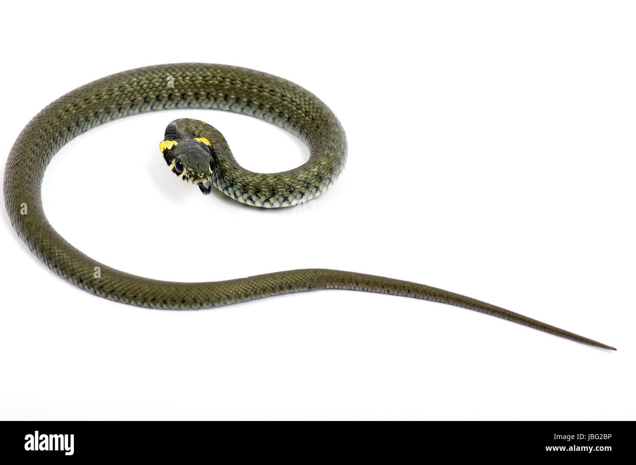 snake isolated on white background Stock Photo - Alamy