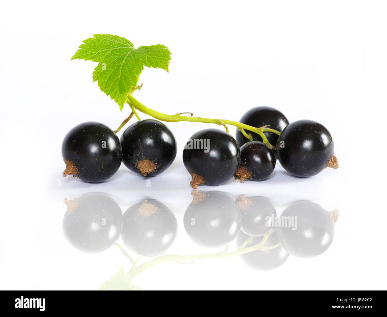 branch of black currant fruits isolated on white background Stock Photo ...