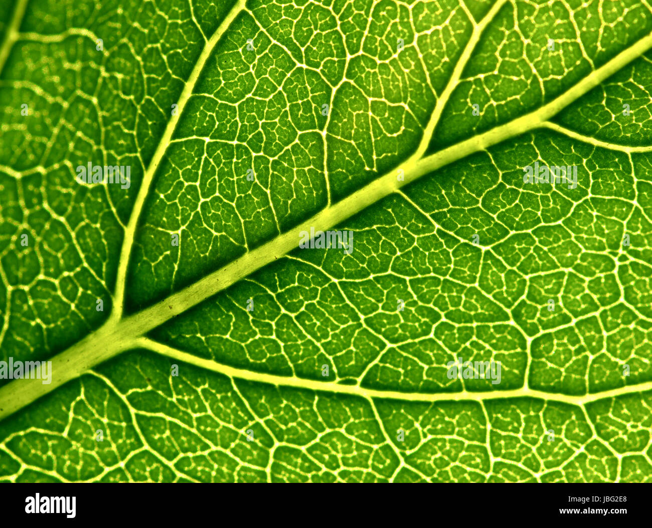 structure of leaf natural background Stock Photo - Alamy