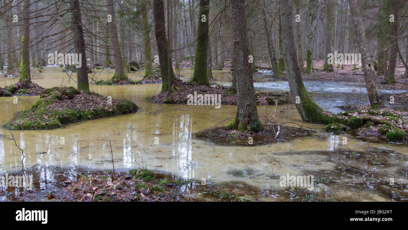 Spring landscape of old forest and broken trees lying in water Stock ...