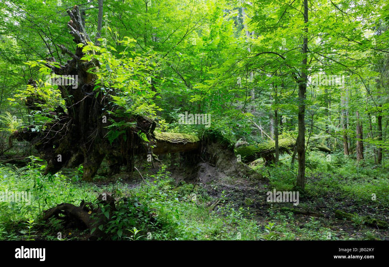 Wind broken old oak trees broken lying inside natural deciduous stand ...