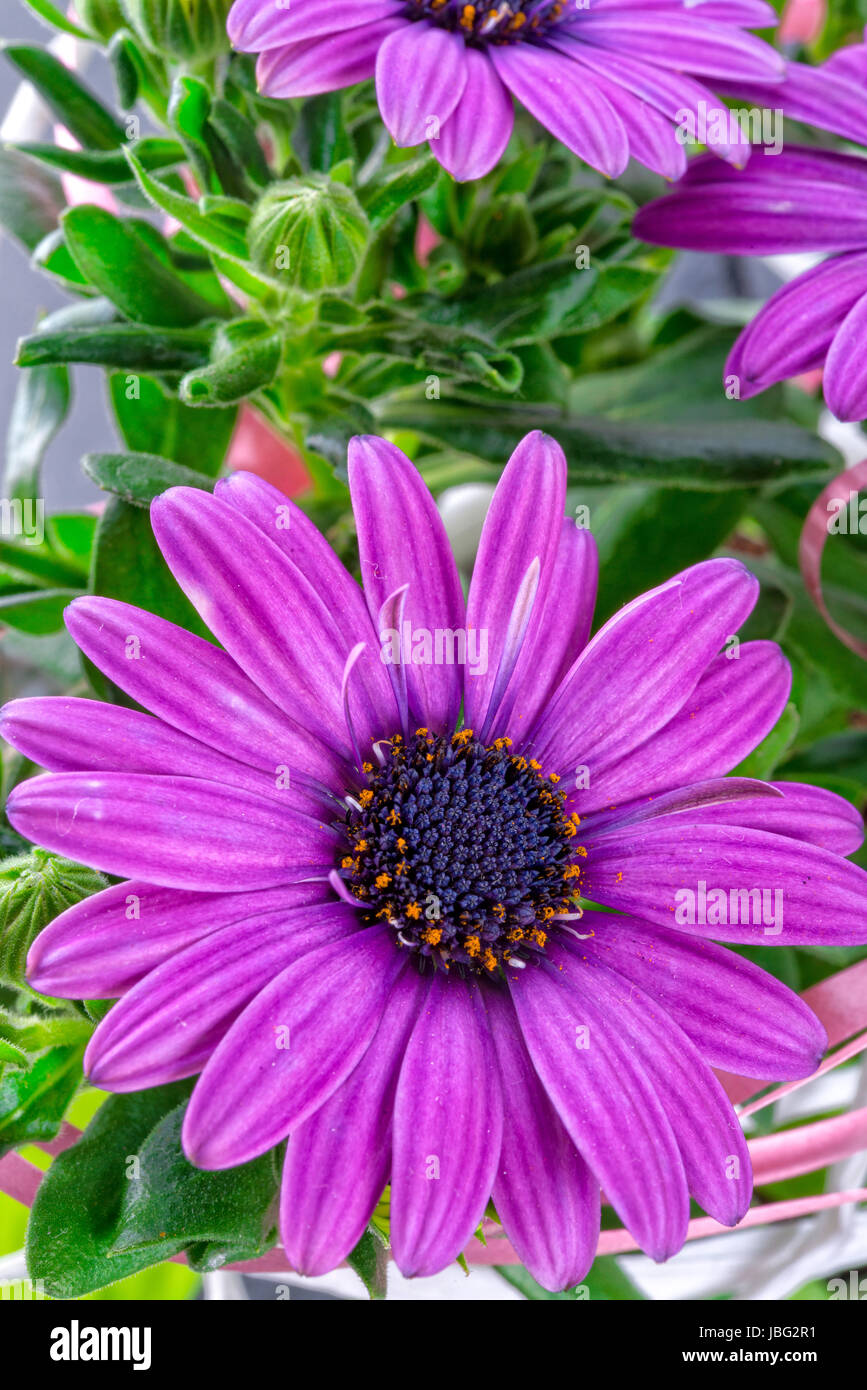 Lila sammlung hi-res stock photography and images - Alamy