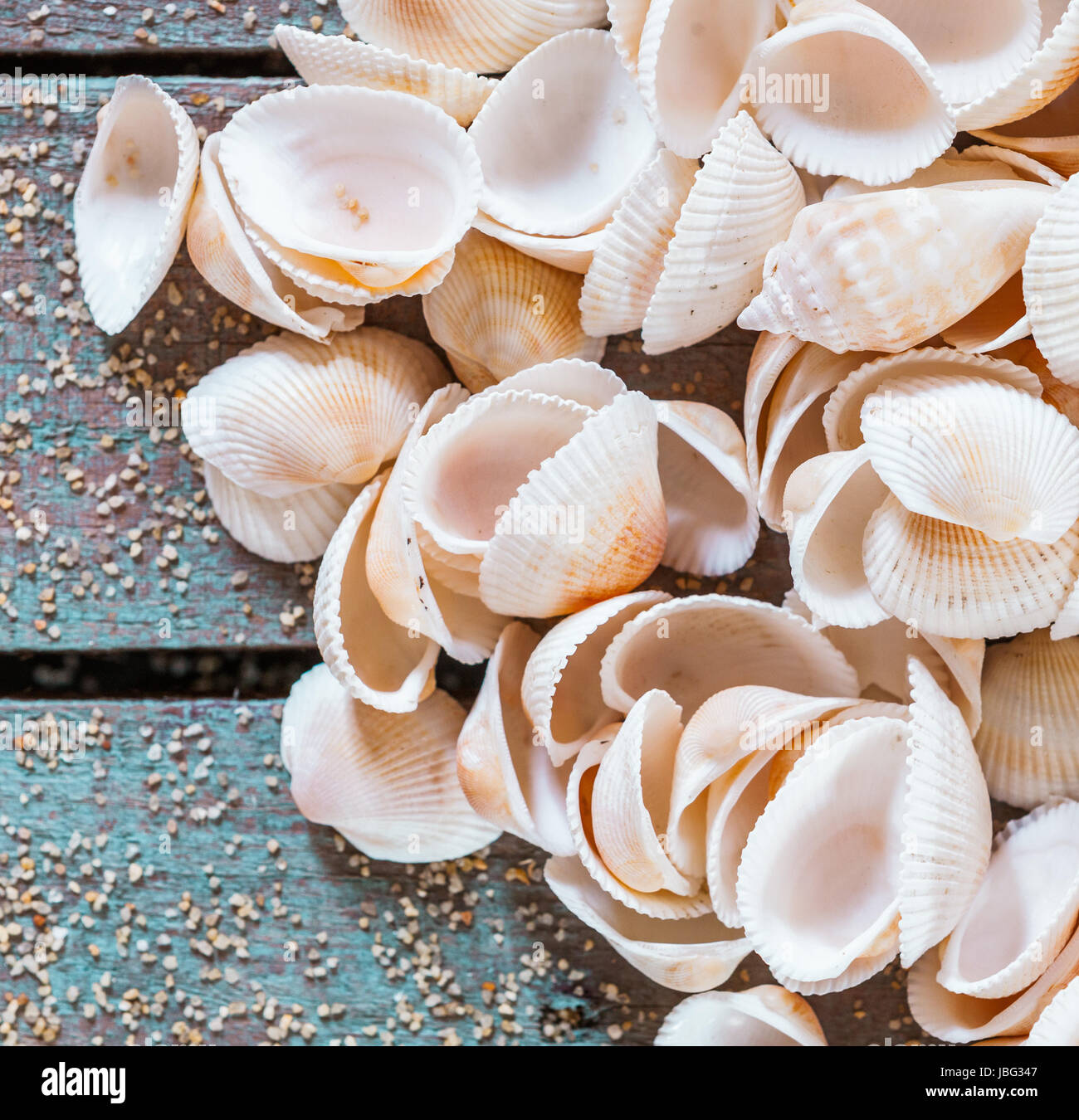 Multiple seashells hi-res stock photography and images - Alamy