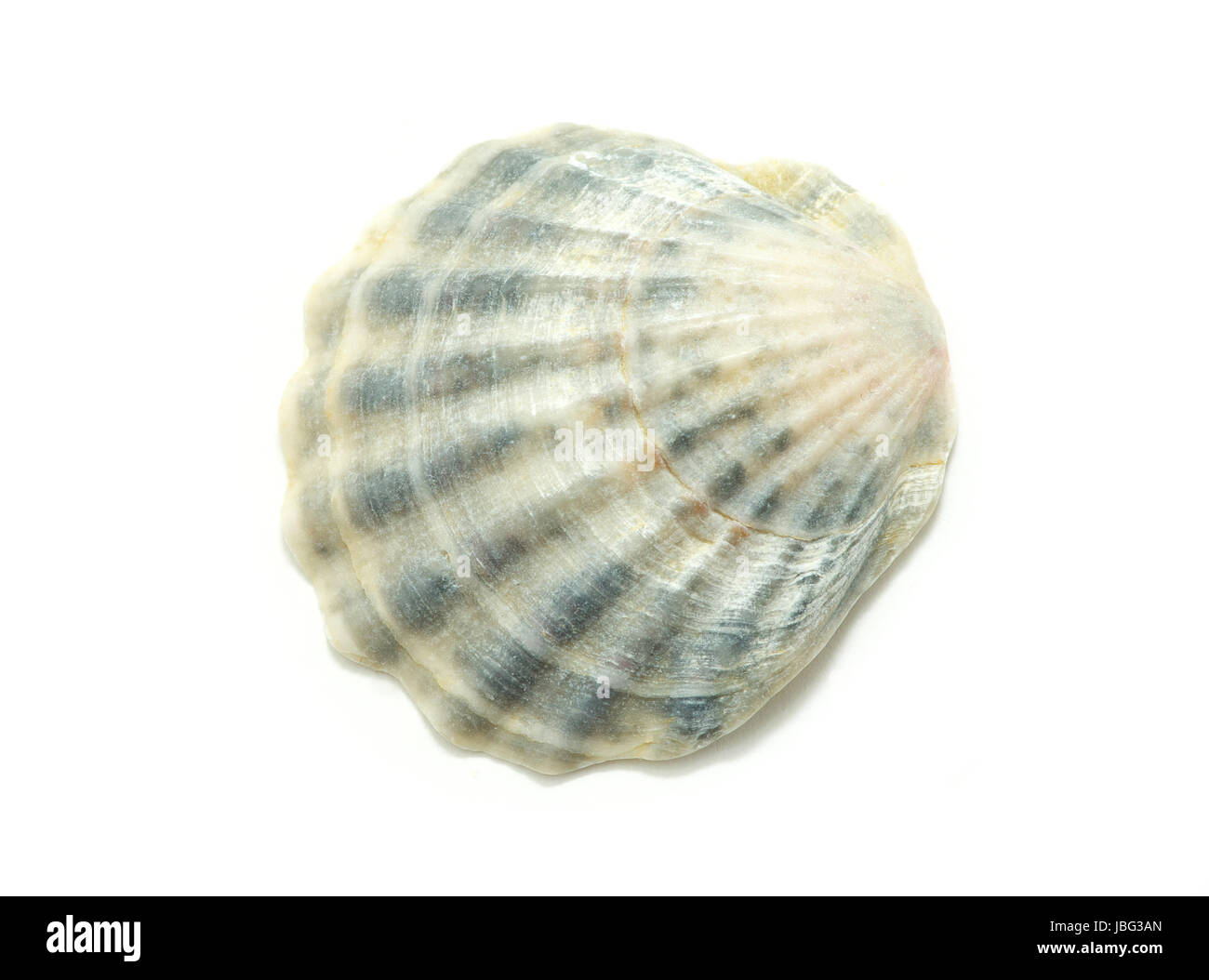 Sea shell isolated on white background Stock Photo - Alamy