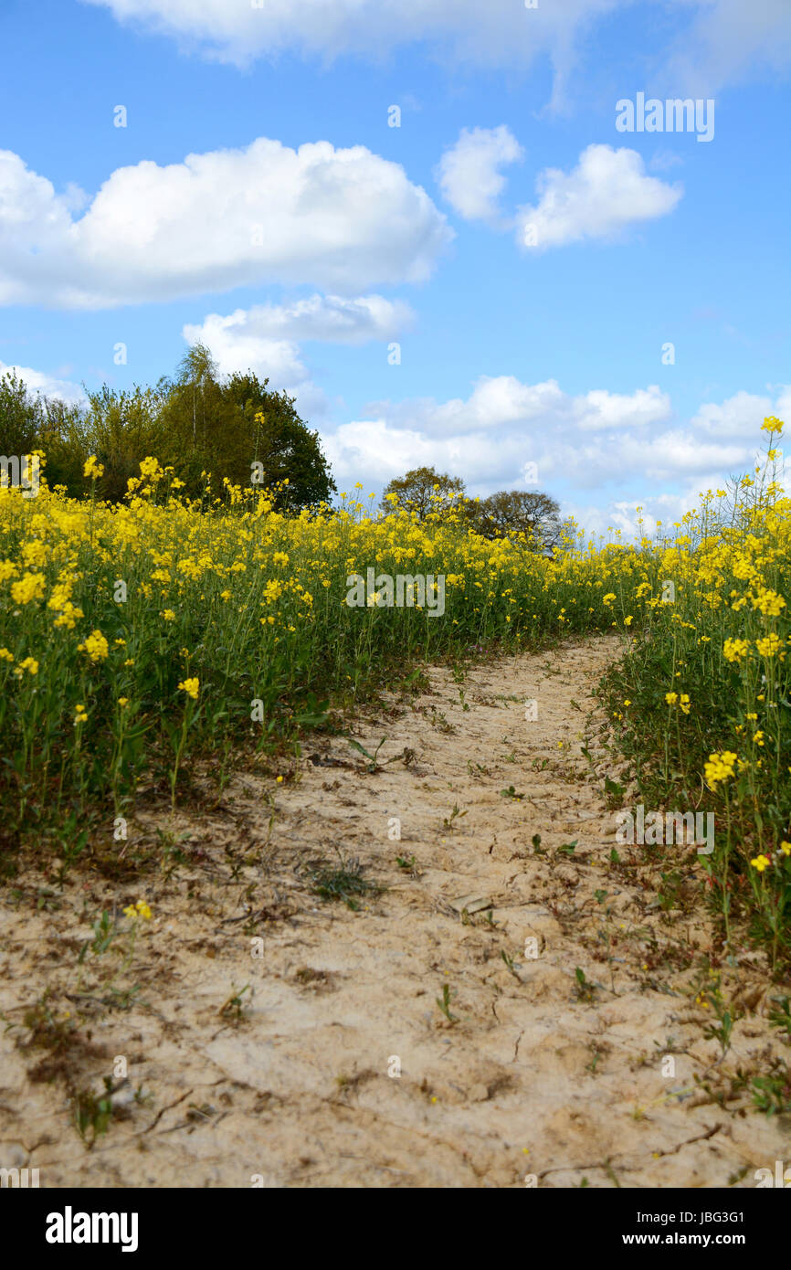Path leading through a field of yellow oilseed rape with a blue sky ...