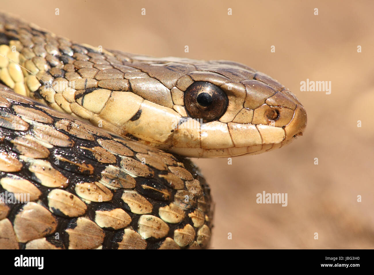 Garter Snake (Thamnophis sirtalis) coiled and ready to strike Stock ...