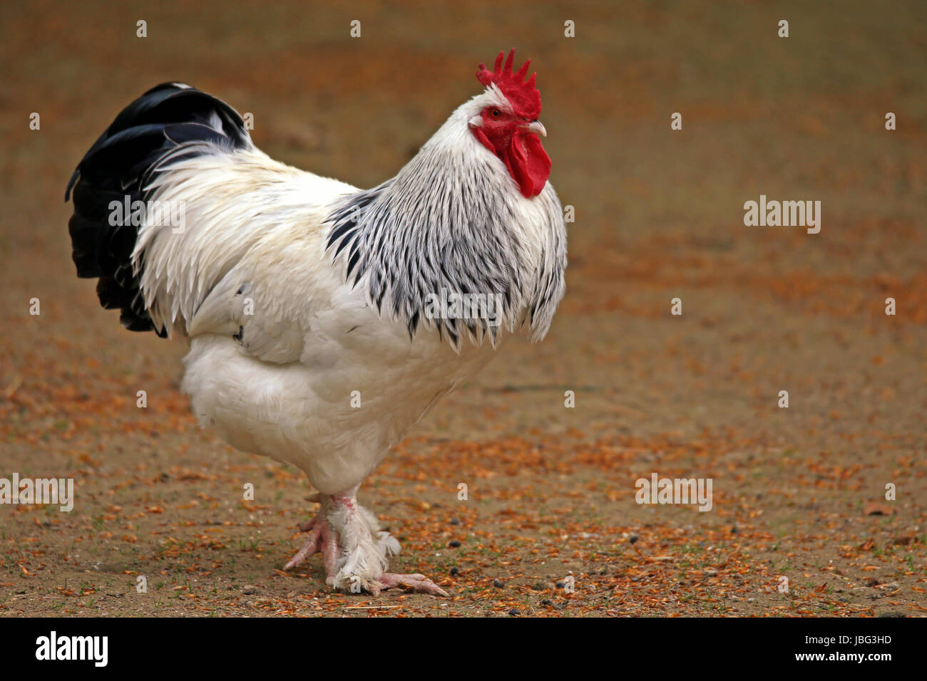 rooster chicken sundheimer Stock Photo - Alamy