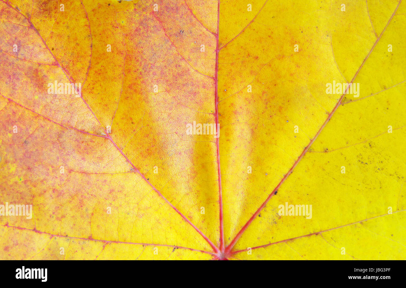 Texture of a maple leaf as background Stock Photo - Alamy