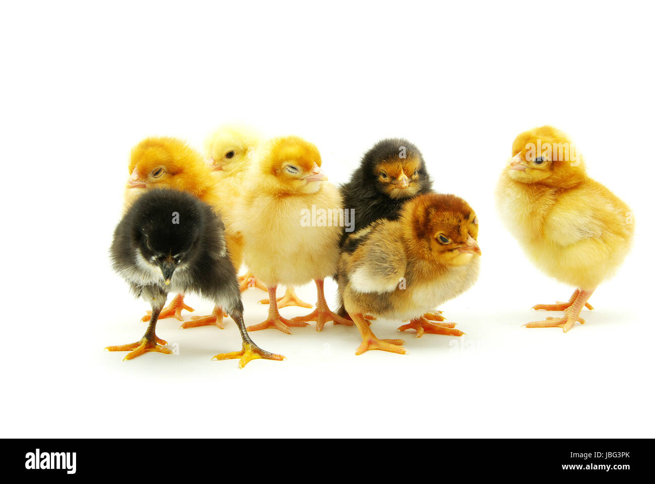 Cute little baby chicken isolated on white background Stock Photo - Alamy