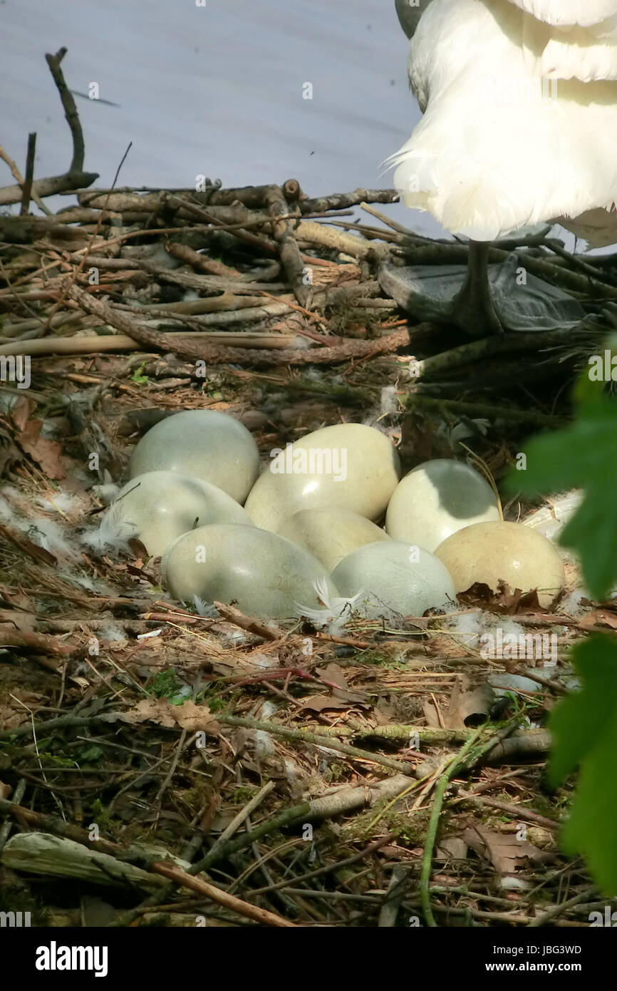 Swan birds hi-res stock photography and images - Alamy